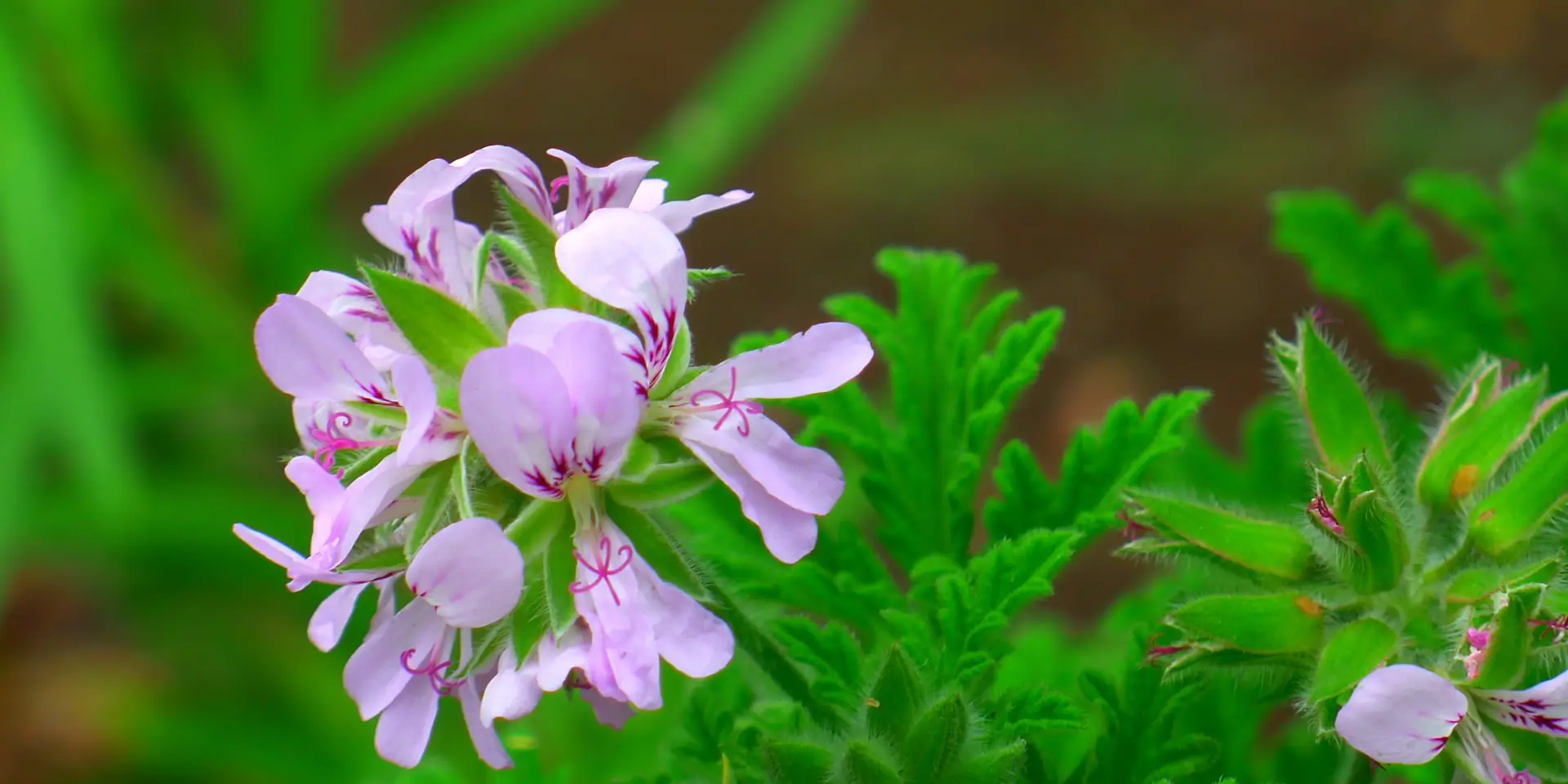 Anginka, pelargonia pachnąca lub geranium - roślina na ból ucha, Kwiat ...
